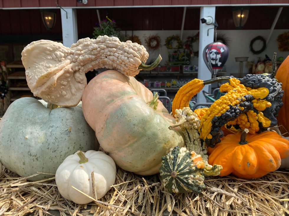 Great Swamp Greenhouses